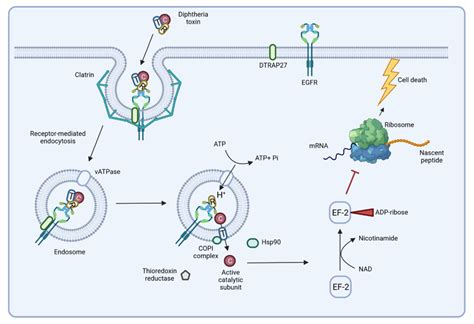 Corynebacterium Diphtheriae Morphology Pathogenesis Treatment