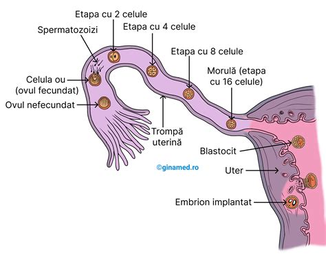 Sistemul Reproducător Feminin Biologie Barrons Ginamed