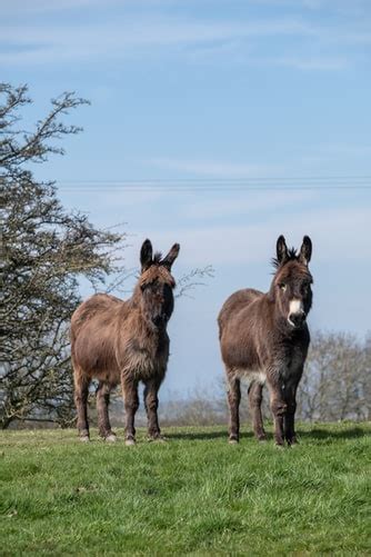What Is A Female Donkey Called Trivia Joy