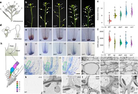 茉莉酸诱导拟南芥花瓣基部自噬促进花瓣脱落 Nature Communications X Mol