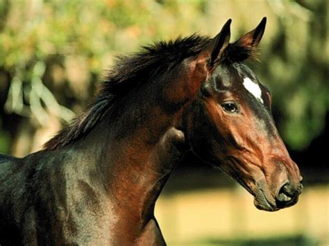 Fond D Ecran Chevaux