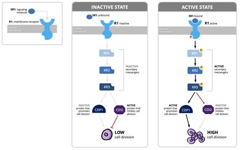 Solved Figure 1 3 The Signaling Pathway That Regulates Cell