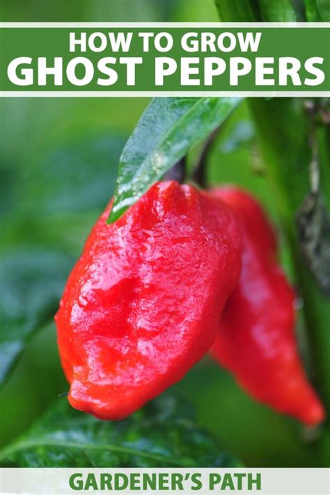 Growing Ghost Pepper Chart Ghost Pepper Plant Scoville Colors And