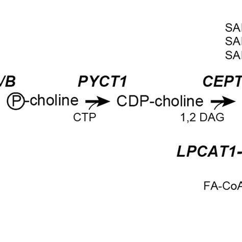 Schematic Representation Of Major Phosphatidylcholine Pc Biosynthetic Download Scientific