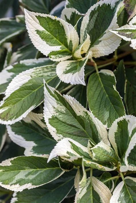 7 Stunning Variegated Hydrangea Varieties For Your Garden