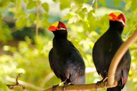 Violet Turaco