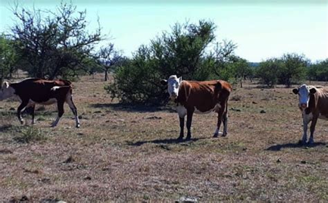 Misiones Declaran Estado De Emergencia Agropecuaria Por La Sequía