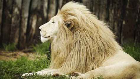 Rare White Lion Cubs Set To Save The Species The Courier Mail