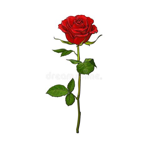 Deep Red Ruby Rose Flowe Stock Vector Illustration Of Blossom 114969977