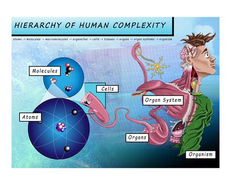 The Hierarchy Of Human Complexity — Biocreative Arts