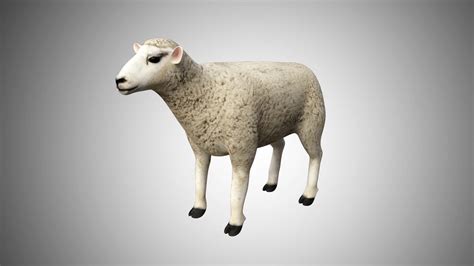 Wool Sheep 3d Model Rigged And Low Poly Game Ready Team 3d Yard
