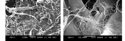 Figure 4 Synthesis Of Gold Nanoparticles Using The Fruit