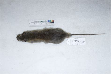大足鼠 标本图片库 武陵山区生物多样性综合科学考察