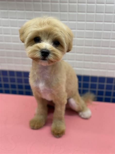서면애견미용전포동애견미용연산동애견미용 말티푸 베넷미용 네이버 블로그