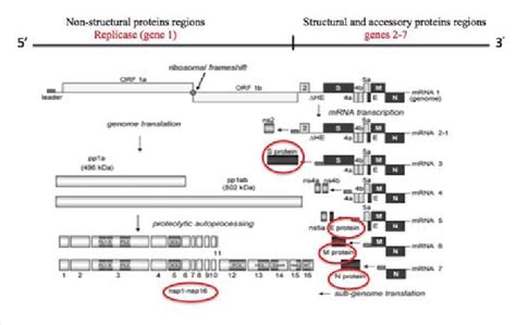 Mouse Hepatitis Virus Mhv Genome Organization [56] Download Scientific Diagram