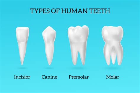 Label Of A Teeth At Darrel Parr Blog