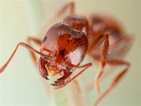 Ant Bite Symptoms Home Treatment Healing Pictures 60 Off