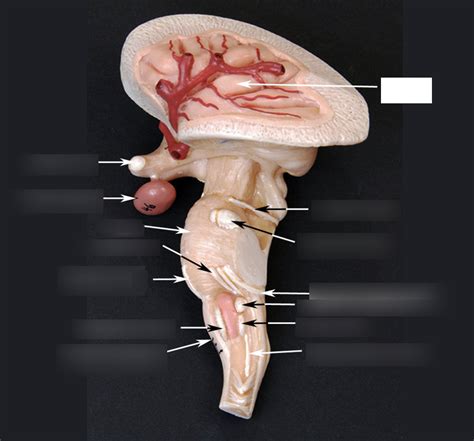 Side View Of Cranium Diagram Quizlet