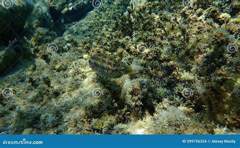Five Spotted Wrasse Symphodus Roissali Undersea Aegean Sea Greece