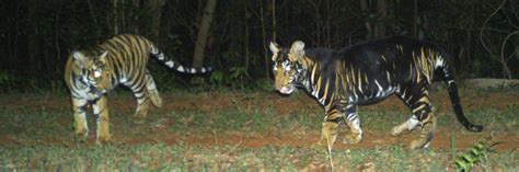What Are Odishas Famous Black Tigers And Why Is The State Planning A