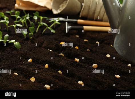 Gardening Tools Corn Seeds And Vegetable Seedlings In Fertile Soil Stock Photo Alamy