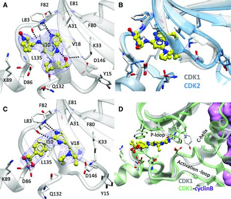 Characterization Of Inhibitor Binding To Cdk1 A Dinaciclib Binds To Download Scientific