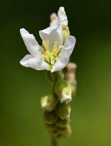 鉢植えの食虫植物3アフリカ長葉モウセンゴケ白花 Koba の庭春夏秋冬