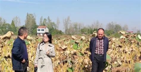 六安银保监分局开展农业保险旱灾理赔和“保险护农”专项行动腾讯新闻