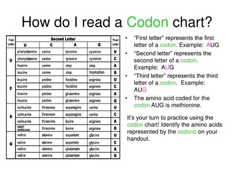 Ppt Dna Transcription And Translation Powerpoint Presentation Id3147989