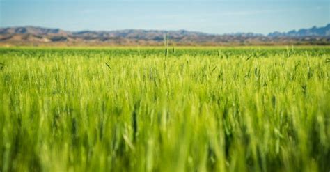 What Is Primary Productivity Understanding Its Role In Ecosystems And The Environment Zigaero What Is Primary Productivity Understanding Its Role In Ecosystems And The Environment Zigaero