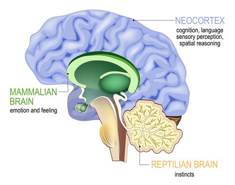 The Triune Brain — Sunny Street Emdr Therapist