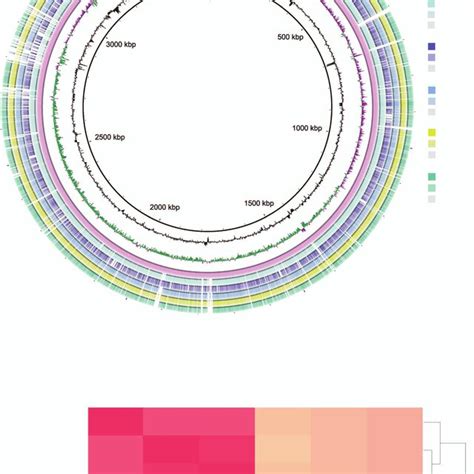 Comparative Genomic Analysis Of C Kerstersii 8943 And Other Comamonas Download Scientific