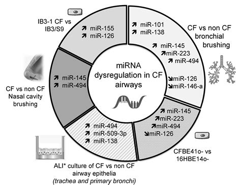 Role Of Non Coding Rnas In Cystic Fibrosis Intechopen