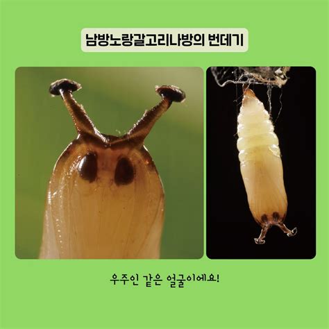 진선출판사 신기한곤충도감 뿔로 내 몸을 지킨다 곤충의 머리에 붙어 있는 더듬이 뿔 눈은