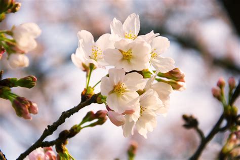 Free Images Nature Branch Fruit Flower Petal Food Spring