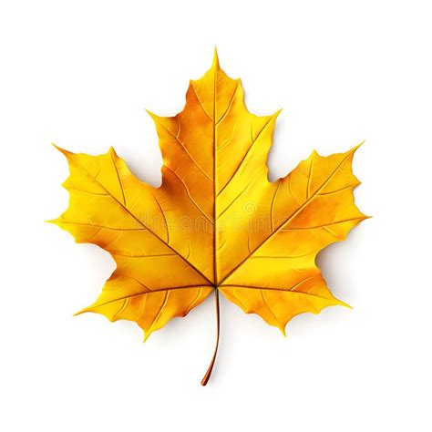 Maple Leaf Natural Yellow Tree Leaf Stock Illustration Illustration