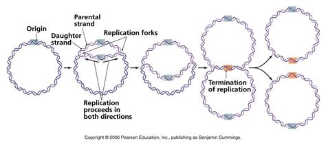 Bidirectional Replication
