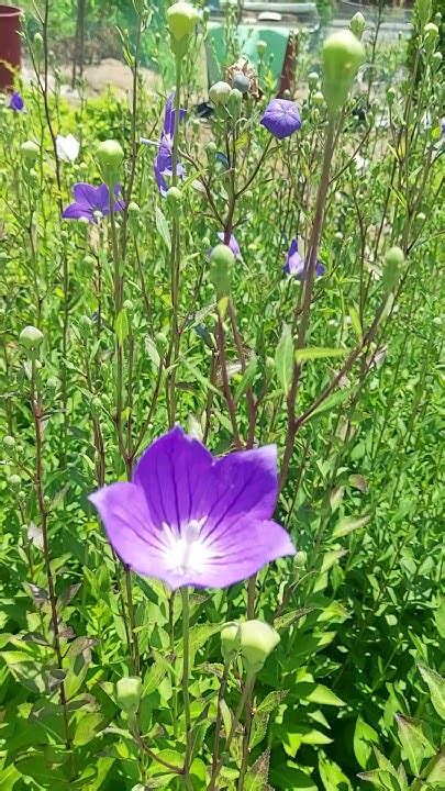 도라지20240618당사리 꽃말~영원한사랑 변치않는사랑 Youtube