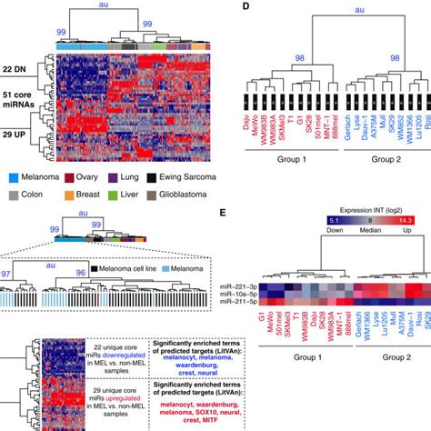 Sca Identifies A Melanoma Specific Gene Expression Core Download