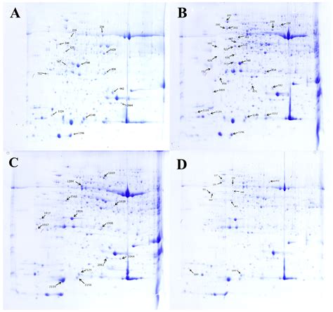 The Role And Proteomic Analysis Of Ethylene In Hydrogen Gas Induced