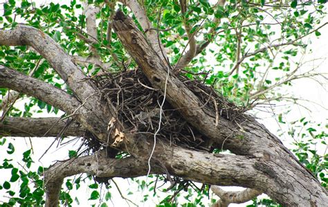 What Does A Squirrel Nest Look Like 5 Main Identifiers
