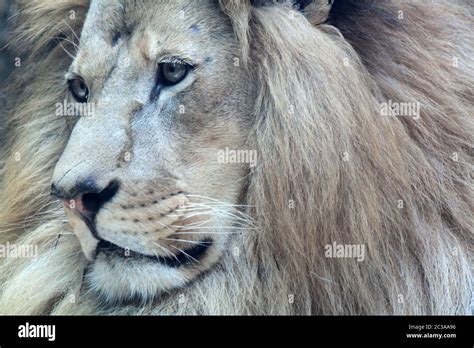 African Male Lion Hi Res Stock Photography And Images Alamy
