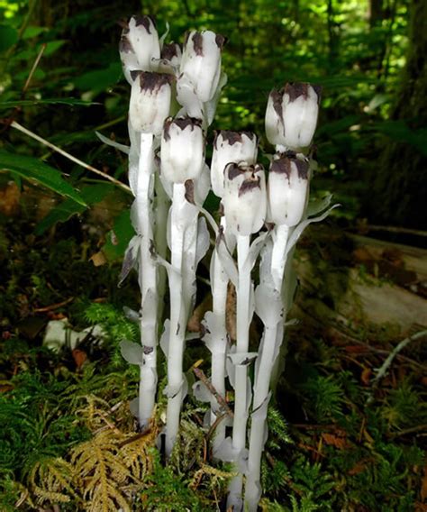 Monotropa Uniflora
