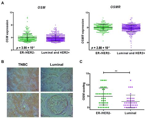 Oncostatin M Osm Expression Levels In Different Molecular Subtypes Of Download Scientific