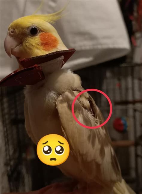 Plucking Rcockatiel