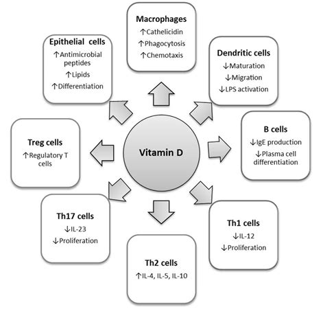 The Impact Of Vitamin D On Immune System Download Scientific Diagram