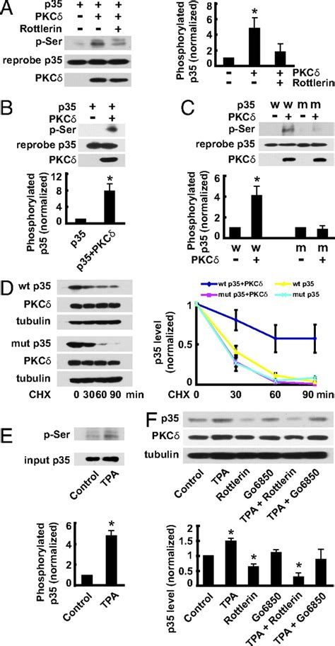 Pkcδ Regulates Cortical Radial Migration By Stabilizing The Cdk5