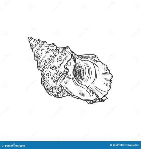 Sketch Sea Shell Vector Ribbed Cantharus Conch Stock Vector
