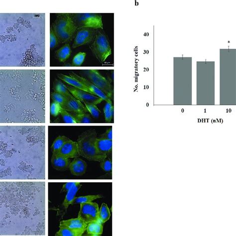 Effect Of Dht On Morphology And Migration Of Mda Mb 453 Cells A Cells