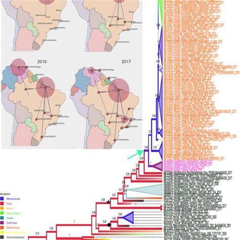 Maximum Likelihood Tree Of Yellow Fever Virus Yfv Strains From The